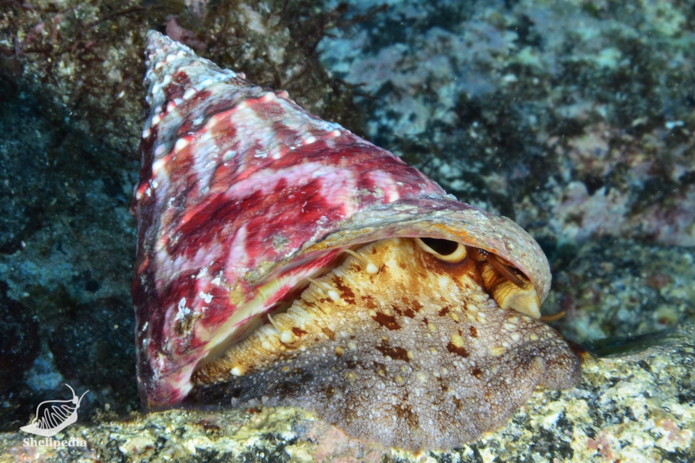 ベニシリダカ, Tectus conus (Gmelin, 1791)