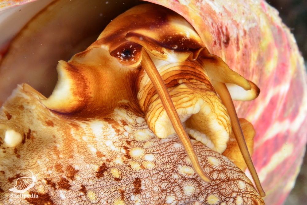 ベニシリダカ, Tectus conus (Gmelin, 1791)