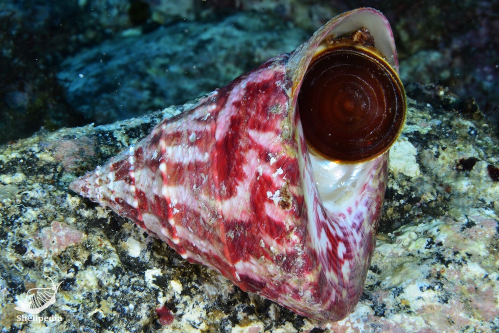 ベニシリダカ, Tectus conus (Gmelin, 1791)