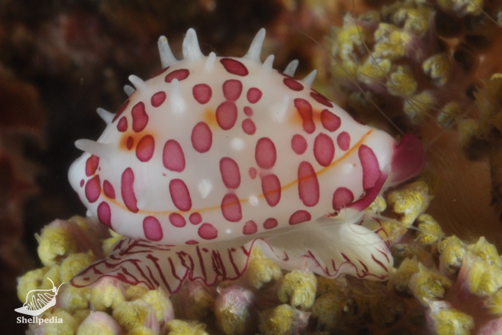 ホソテンロクケボリ, Diminovula alabaster (Reeve, 1865)