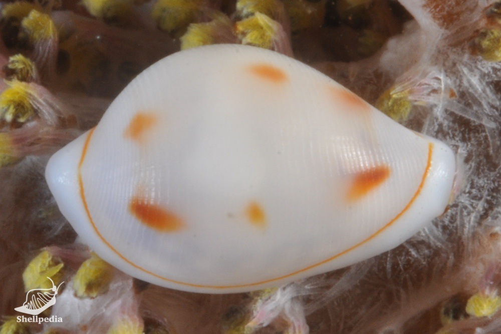 ホソテンロクケボリ, Diminovula alabaster (Reeve, 1865)