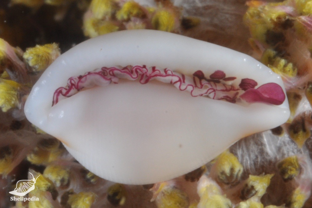 ホソテンロクケボリ, Diminovula alabaster (Reeve, 1865)