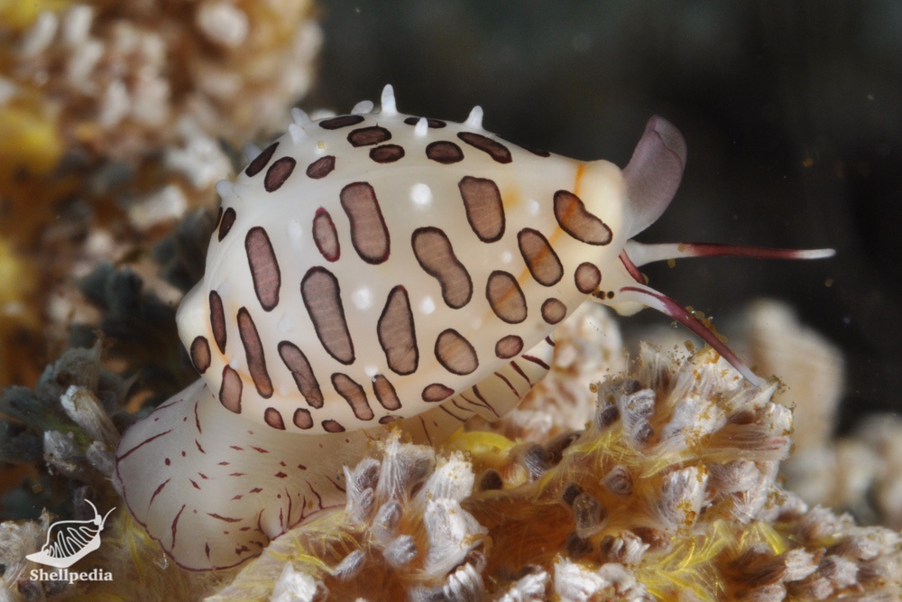 ホソテンロクケボリ, Diminovula alabaster (Reeve, 1865)