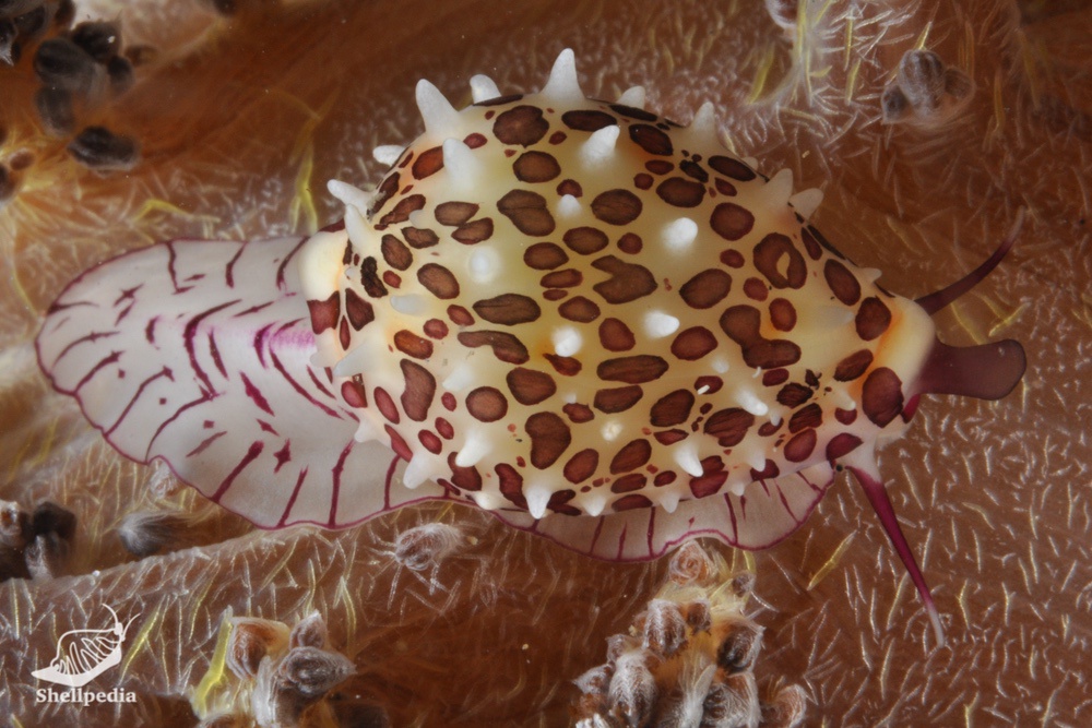 ホソテンロクケボリ, Diminovula alabaster (Reeve, 1865)