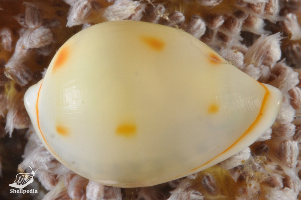 ホソテンロクケボリ, Diminovula alabaster (Reeve, 1865)