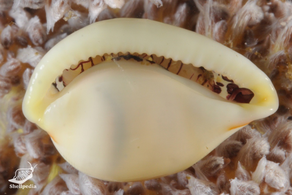 ホソテンロクケボリ, Diminovula alabaster (Reeve, 1865)