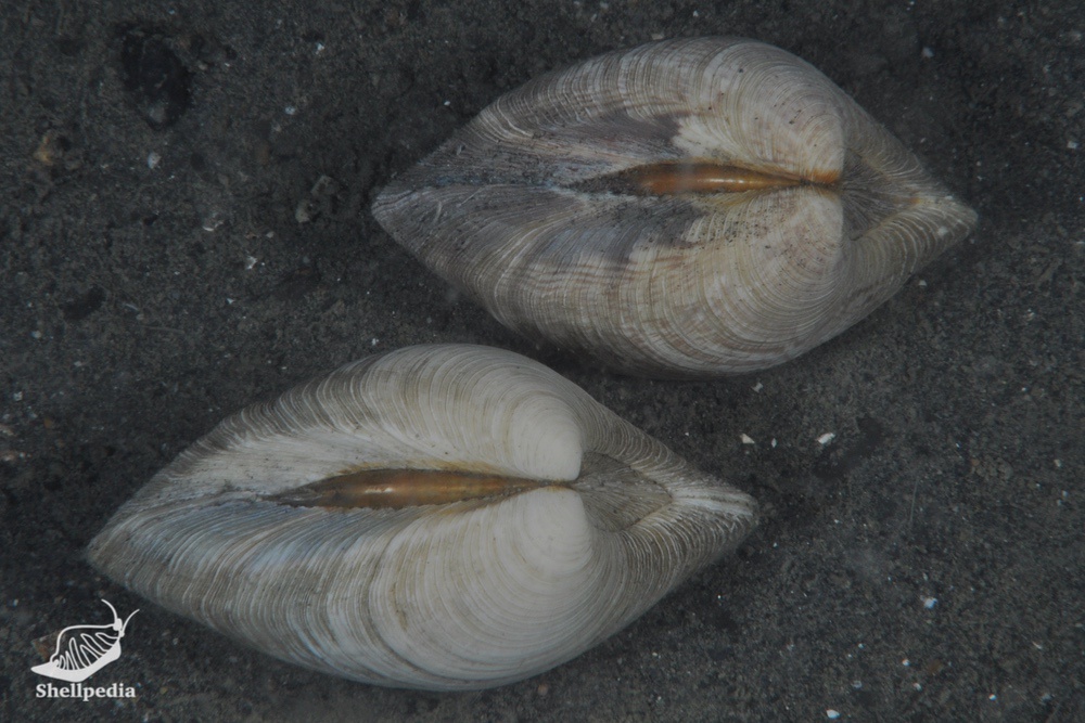 ホンビノスガイ, Mercenaria mercenaria (Linnaeus, 1758)