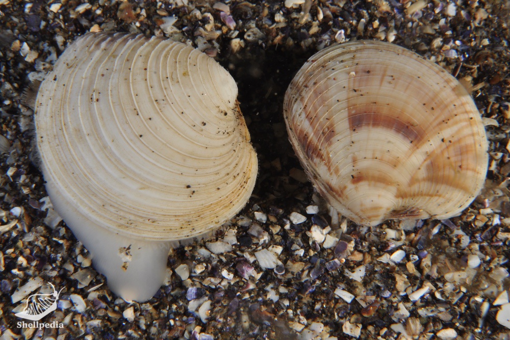 ホンビノスガイ, Mercenaria mercenaria (Linnaeus, 1758)