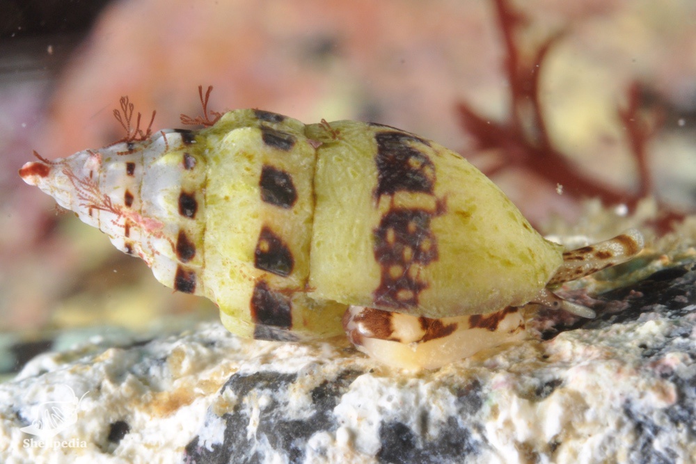 ボサツガイ, Anachis miser (G. B. Sowerby I , 1844)