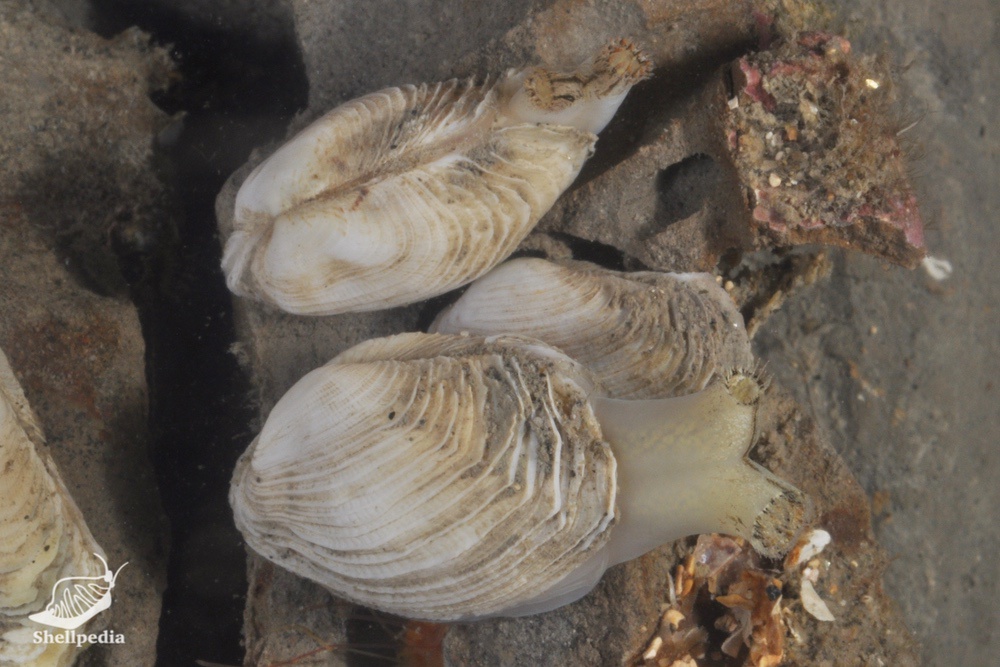 マツカゼガイ, Irus mitis (Deshayes, 1854)