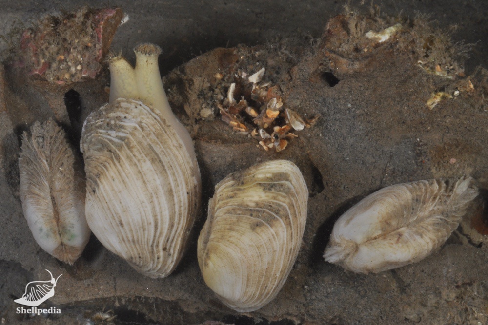 マツカゼガイ, Irus mitis (Deshayes, 1854)