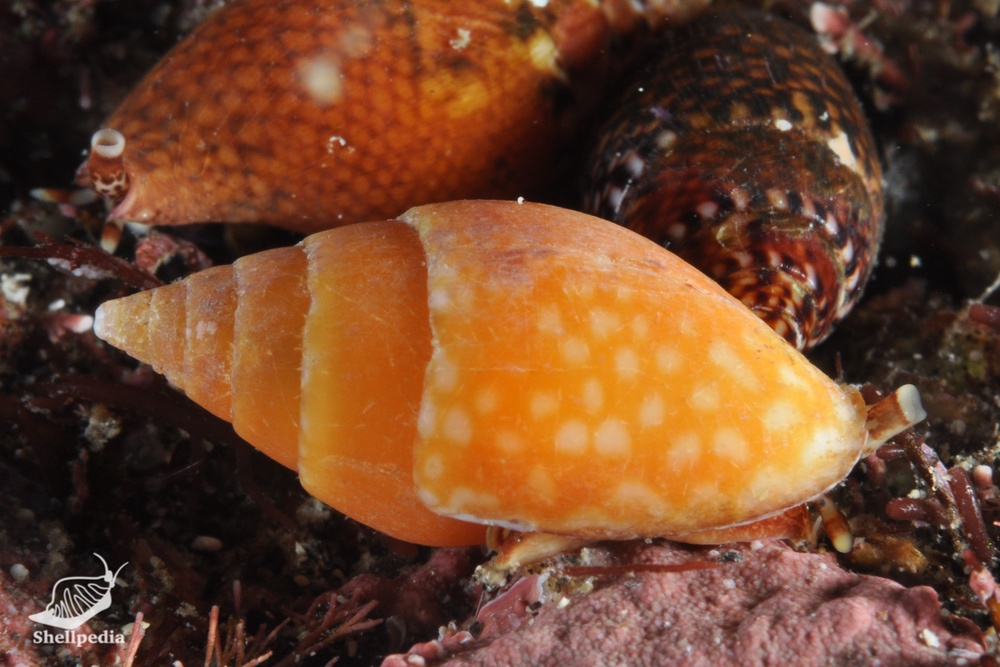 マツムシ, Pardalinops testudinaria (Link, 1807)