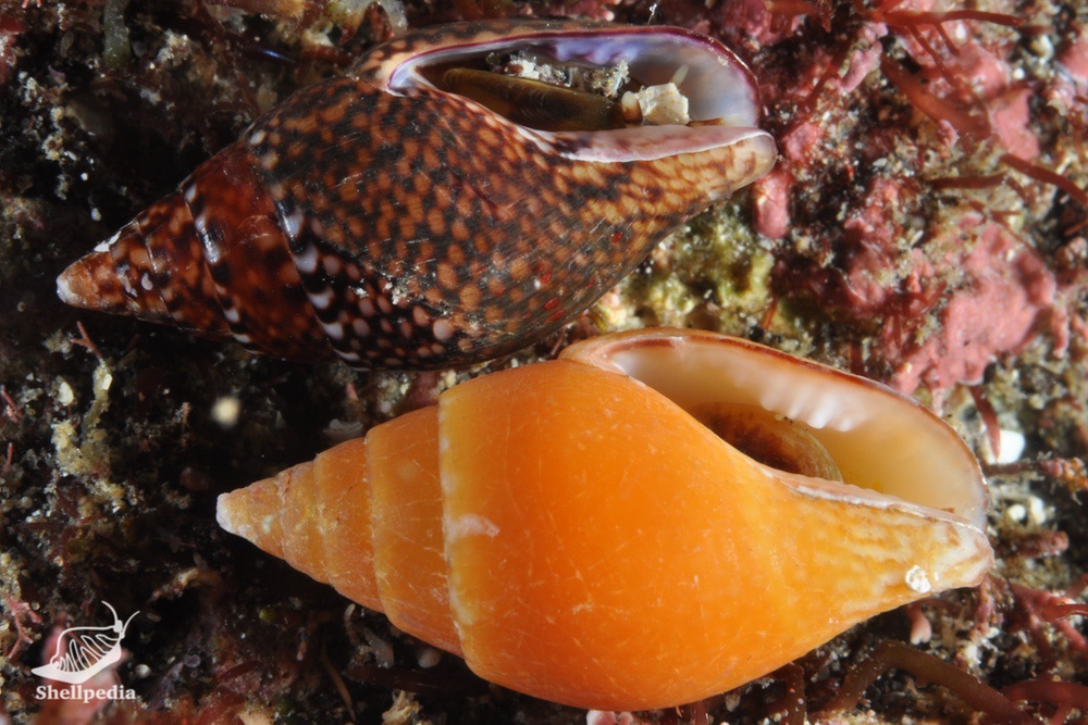 マツムシ, Pardalinops testudinaria (Link, 1807)