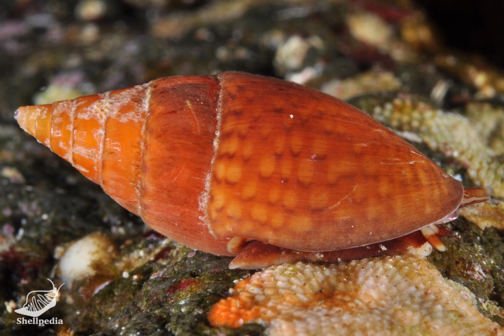 マツムシ, Pardalinops testudinaria (Link, 1807)