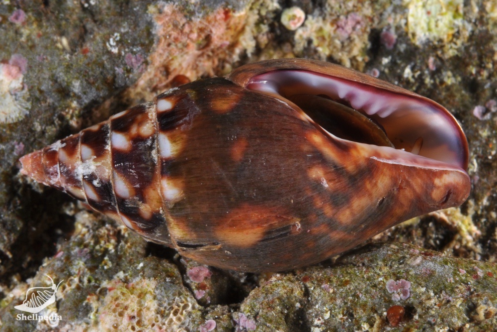 マツムシ, Pardalinops testudinaria (Link, 1807)