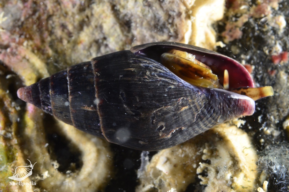 マツムシ, Pardalinops testudinaria (Link, 1807)