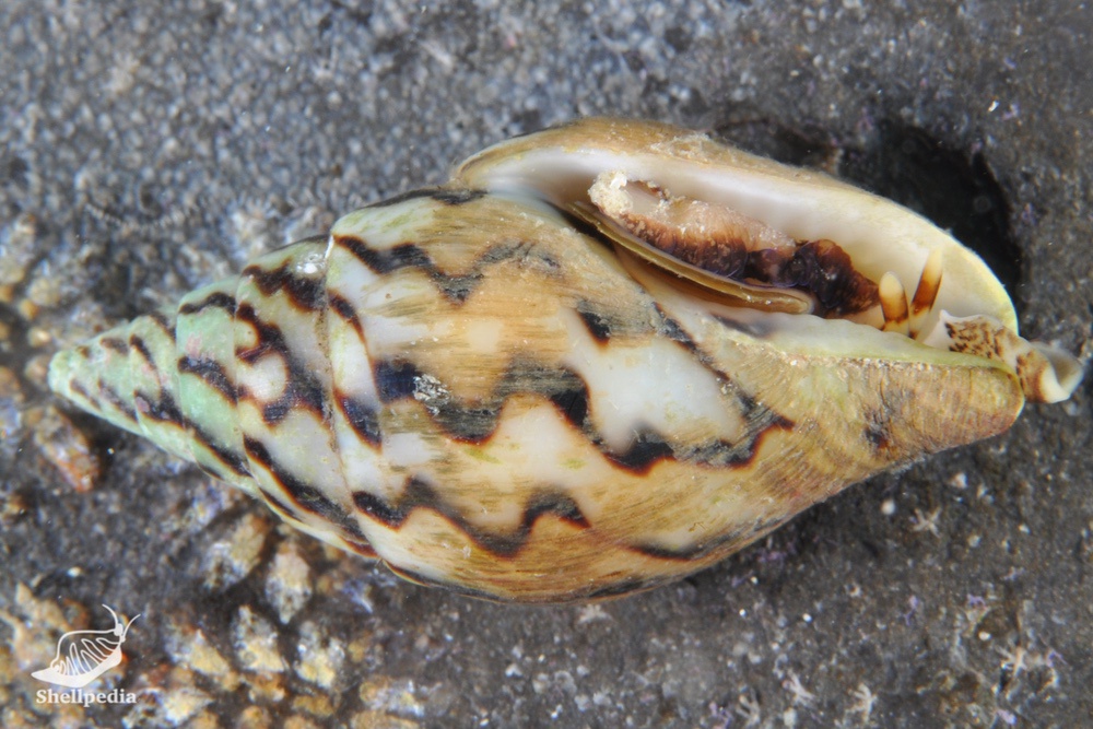 マツムシ, Pardalinops testudinaria (Link, 1807)