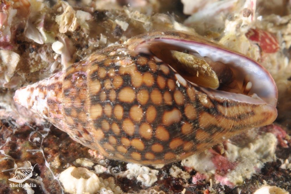 マツムシ, Pardalinops testudinaria (Link, 1807)