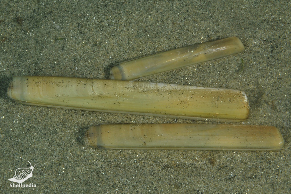 マテガイ, Solen strictus Gould, 1861