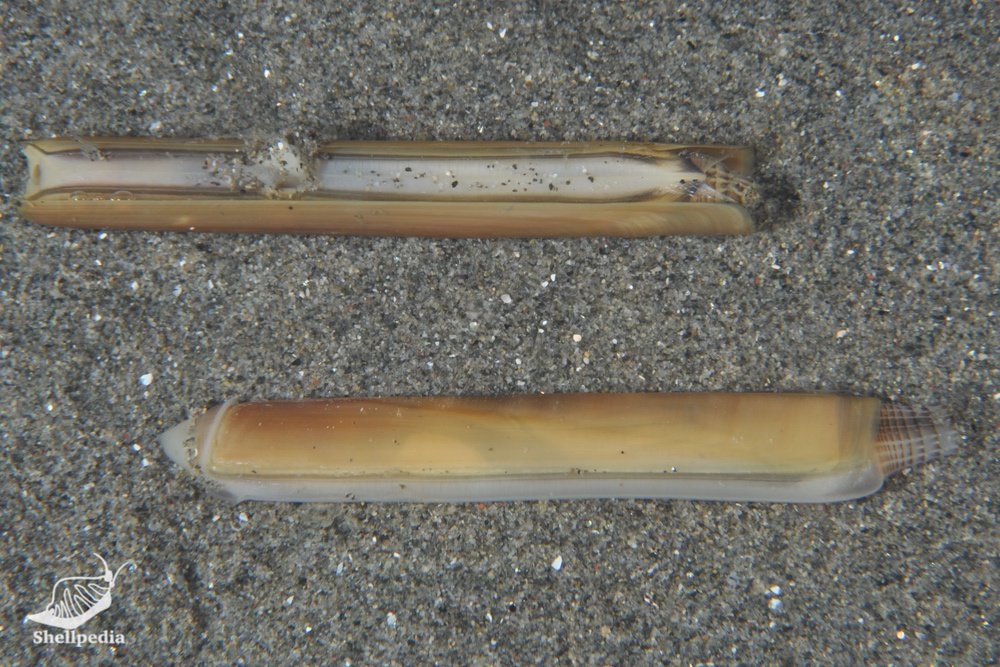 マテガイ, Solen strictus Gould, 1861