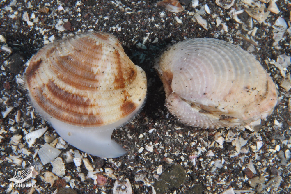 マルスダレガイ, Globivenus toreuma (Gould, 1850)