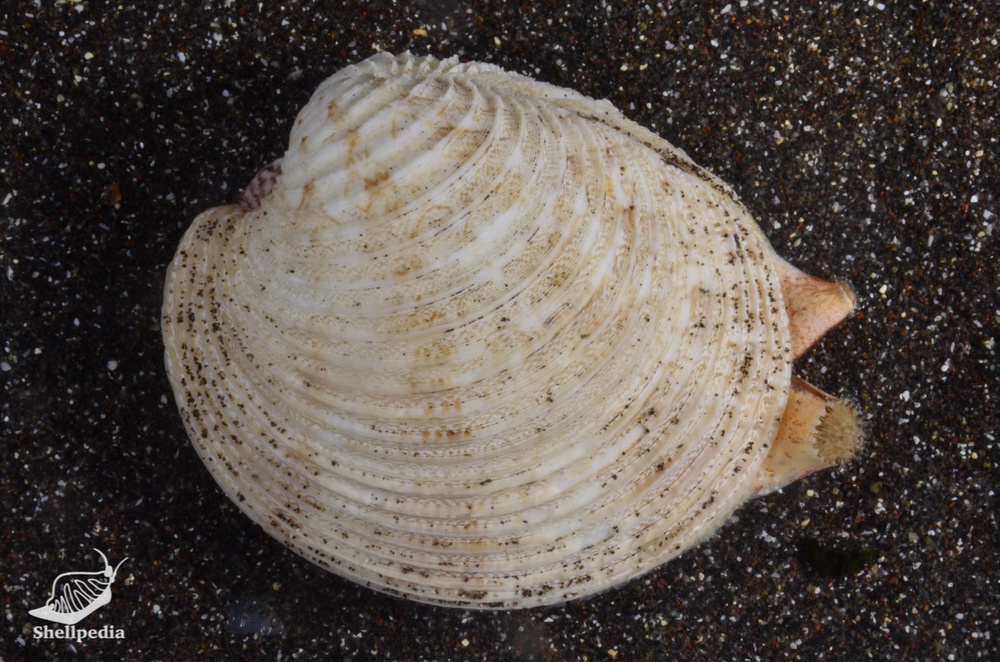 マルスダレガイ, Globivenus toreuma (Gould, 1850)