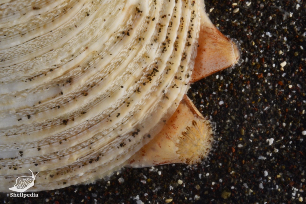 マルスダレガイ, Globivenus toreuma (Gould, 1850)