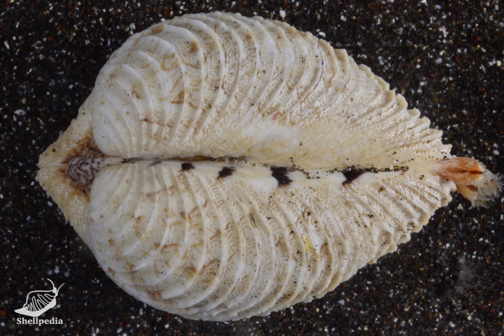 マルスダレガイ, Globivenus toreuma (Gould, 1850)