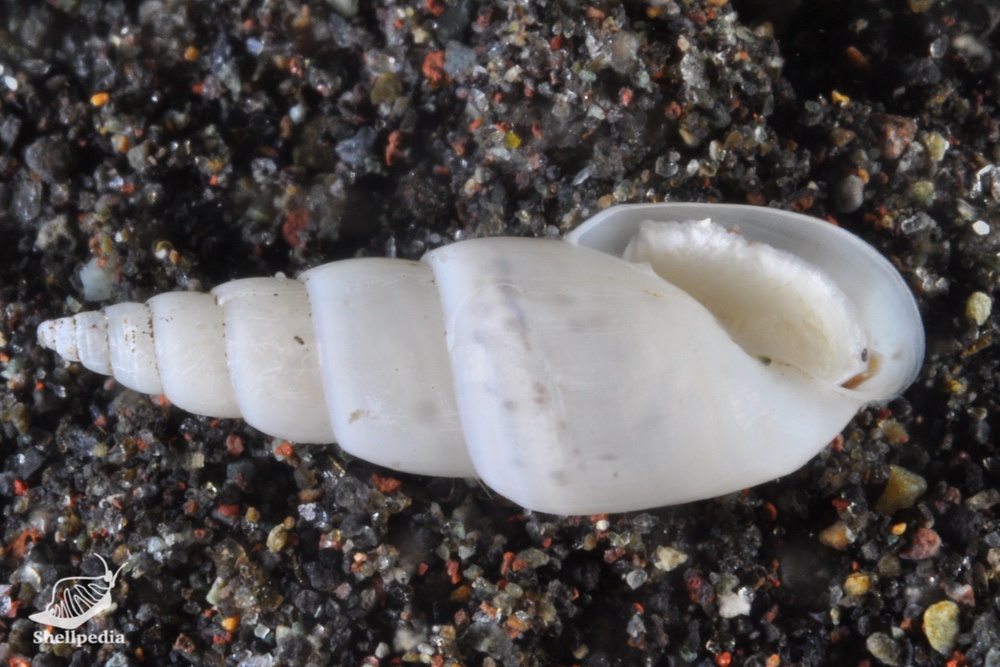 ミガキクチキレ, Agatha virgo A. Adams, 1860