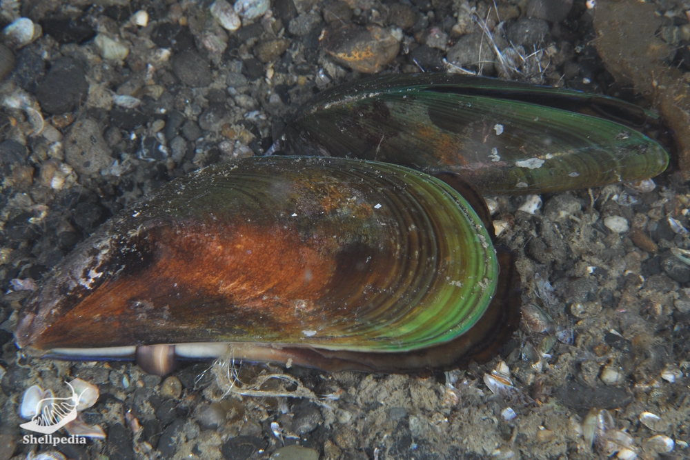 ミドリイガイ, Perna viridis (Linnaeus, 1758)
