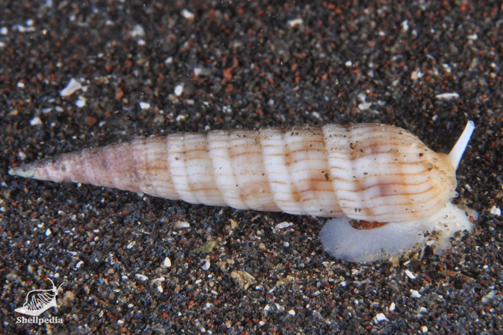 ムシロタケ, Myurella affinis (Gray, 1834)
