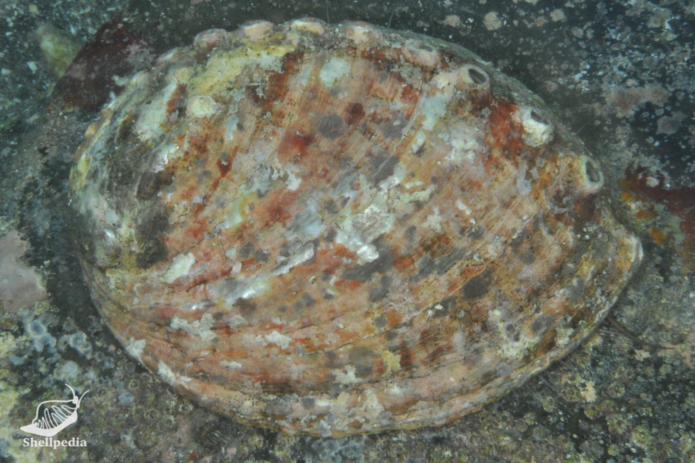 メガイアワビ, Haliotis gigantea Gmelin, 1791