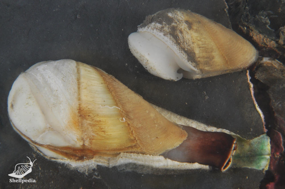 モモガイ, Parapholas quadrizonata (Spengler, 1792)