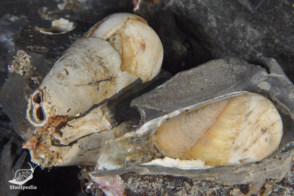 モモガイ, Parapholas quadrizonata (Spengler, 1792)