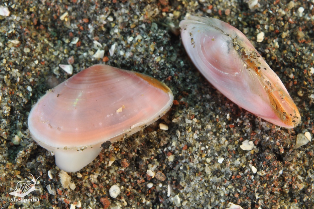 モモノハナガイ, Moerella jedoensis (Lischke, 1873)