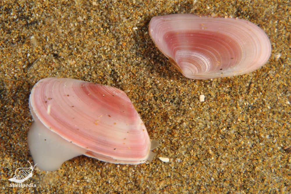 モモノハナガイ, Moerella jedoensis (Lischke, 1873)