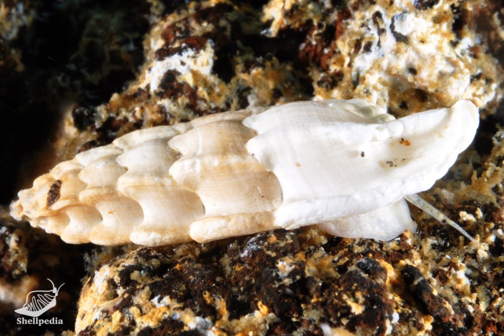 モロハボラ, Aspella anceps (Lamarck, 1818)