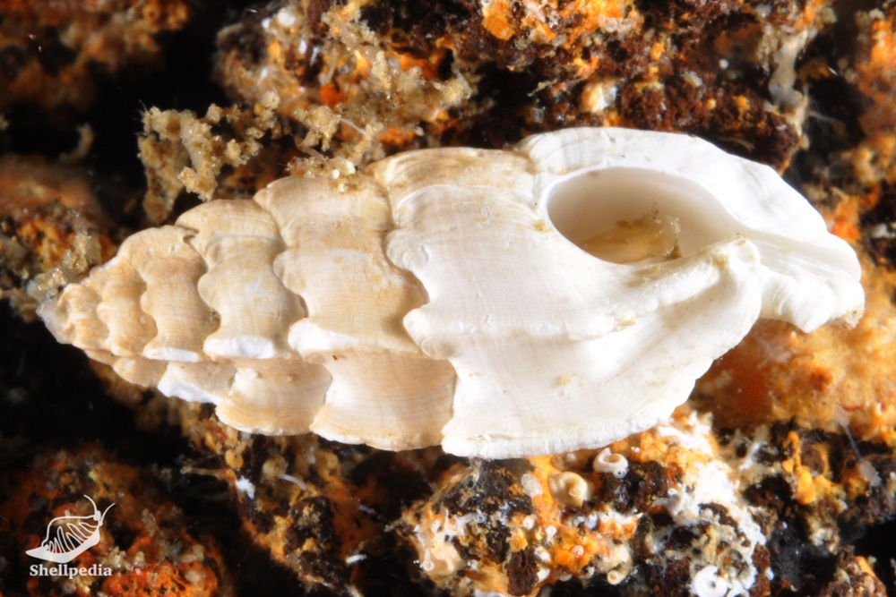 モロハボラ, Aspella anceps (Lamarck, 1818)