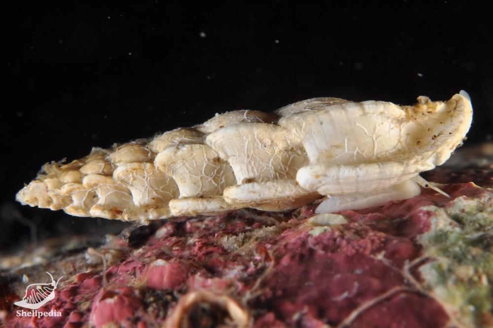 モロハボラ, Aspella anceps (Lamarck, 1818)