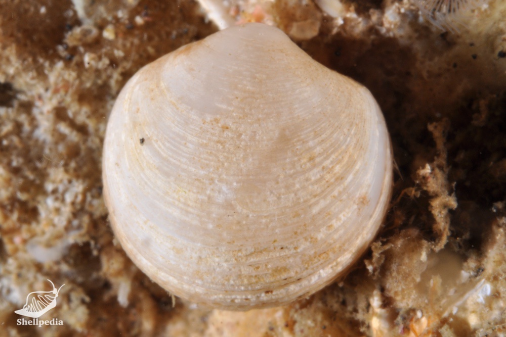 ヤエウメ, Diplodonta japonica (Pilsbry, 1895)