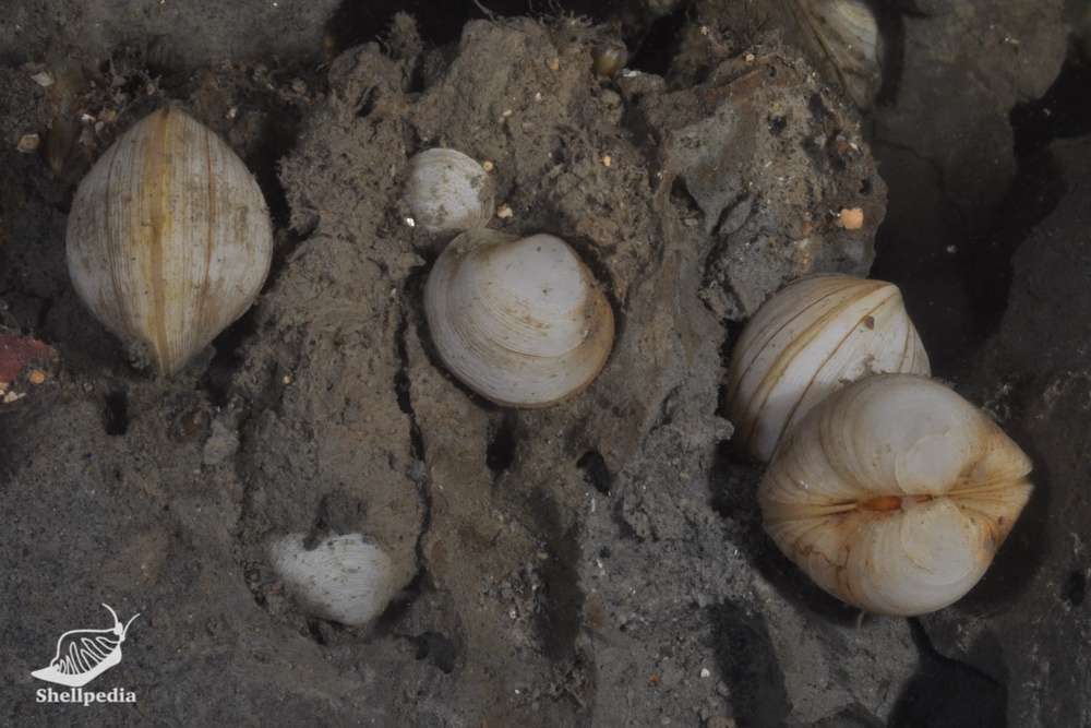 ヤエウメ, Diplodonta japonica (Pilsbry, 1895)