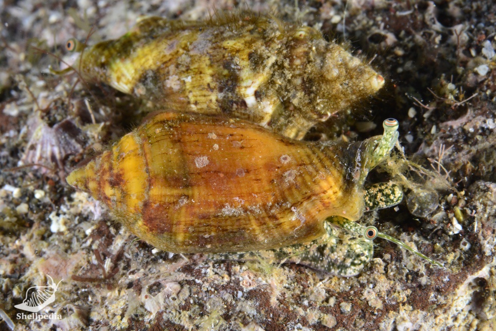 ヤサガタムカシタモト, Canarium microurceus Kira, 1959