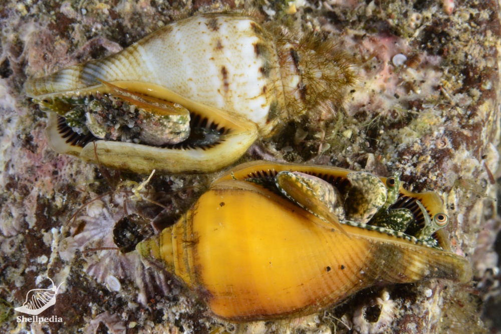 ヤサガタムカシタモト, Canarium microurceus Kira, 1959