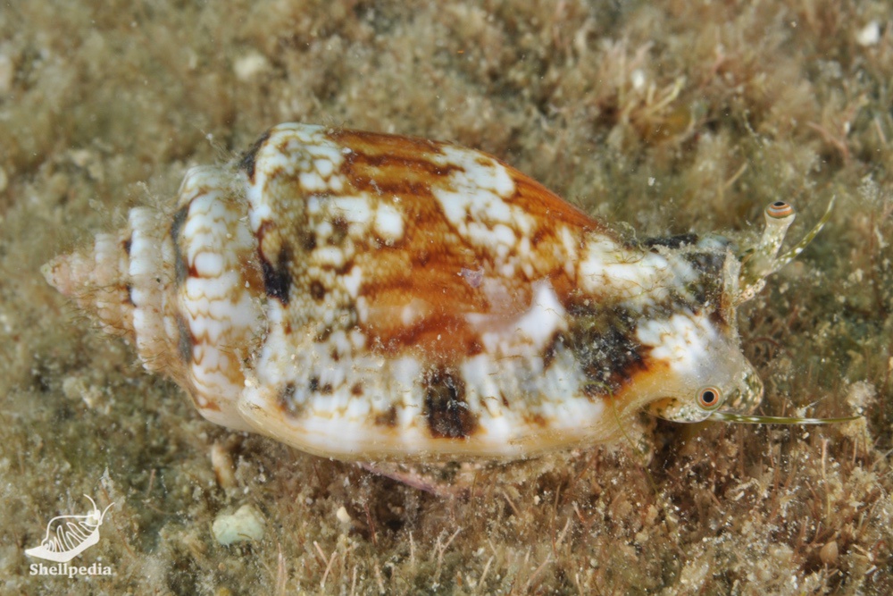 ヤサガタムカシタモト, Canarium microurceus Kira, 1959