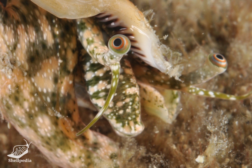 ヤサガタムカシタモト, Canarium microurceus Kira, 1959