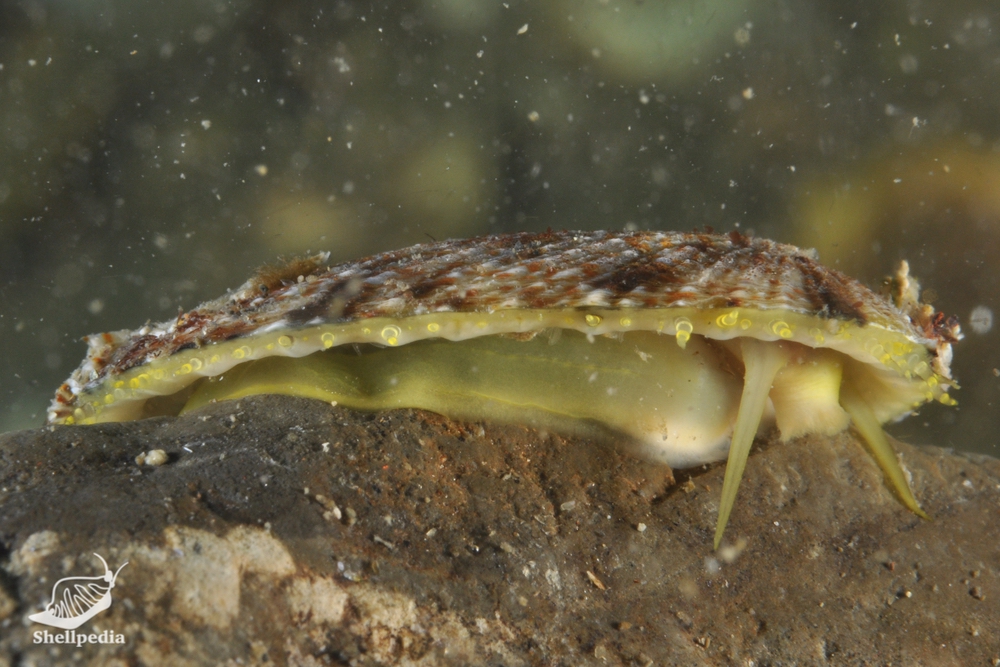 ヨメガカサ, Cellana toreuma (Reeve, 1854)