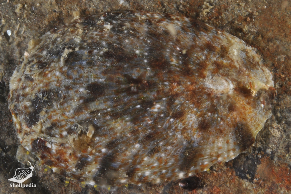 ヨメガカサ, Cellana toreuma (Reeve, 1854)