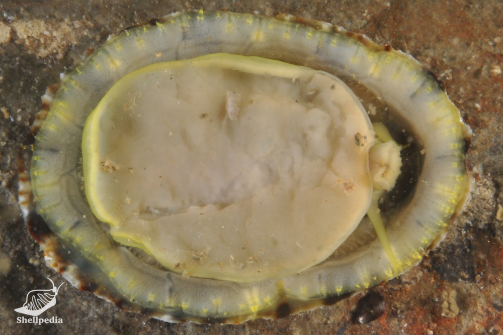ヨメガカサ, Cellana toreuma (Reeve, 1854)