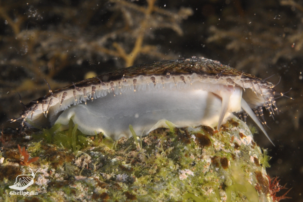 ヨメガカサ, Cellana toreuma (Reeve, 1854)