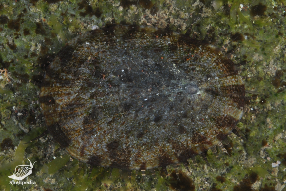 ヨメガカサ, Cellana toreuma (Reeve, 1854)